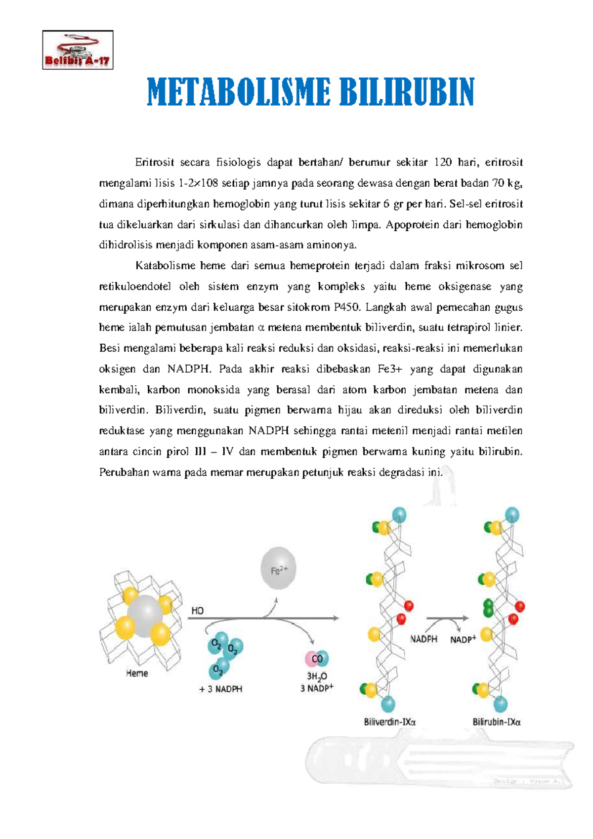 2008 55100 mekanisme pembentukan bilirubin pdf - Eritrosit secara fisiologis - Studocu