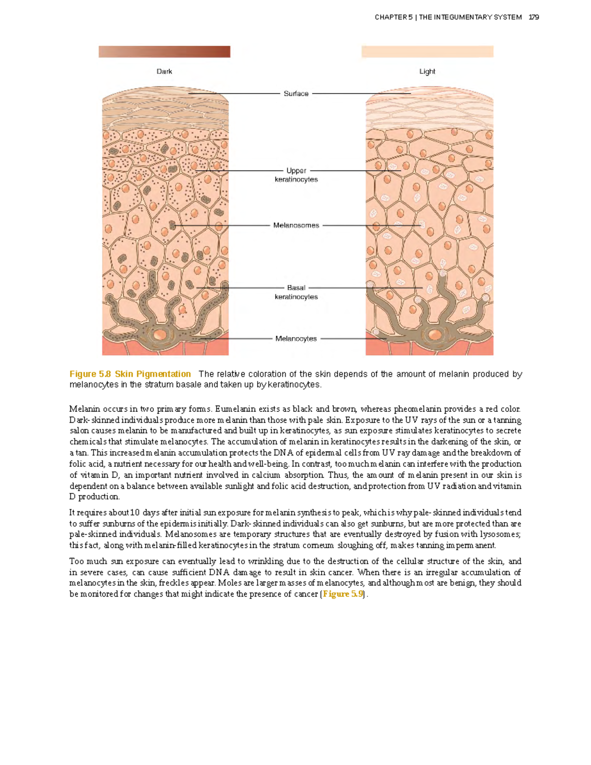 Anatomy-physiology-63 - Figure 5 Skin Pigmentation The relative ...