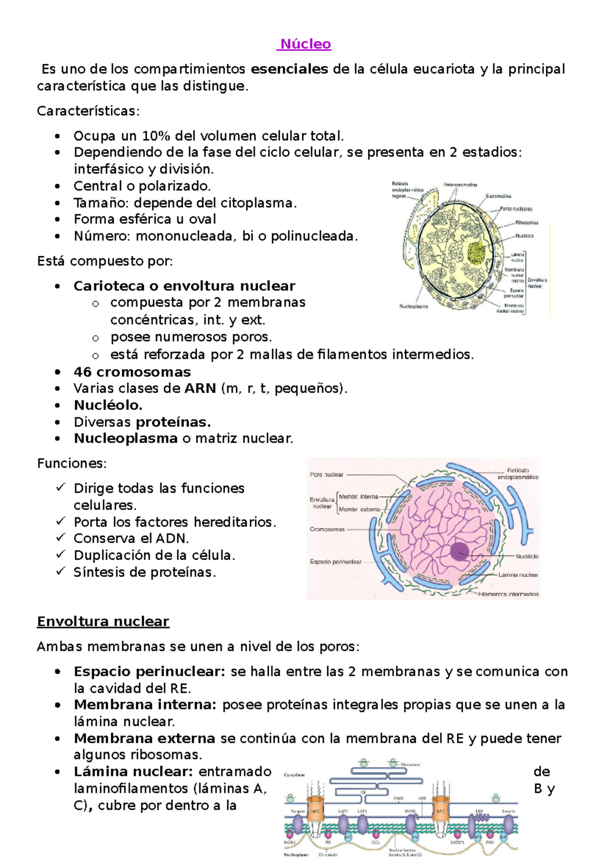 Núcleo - Cromosomas - Núcleo Es uno de los compartimientos esenciales ...