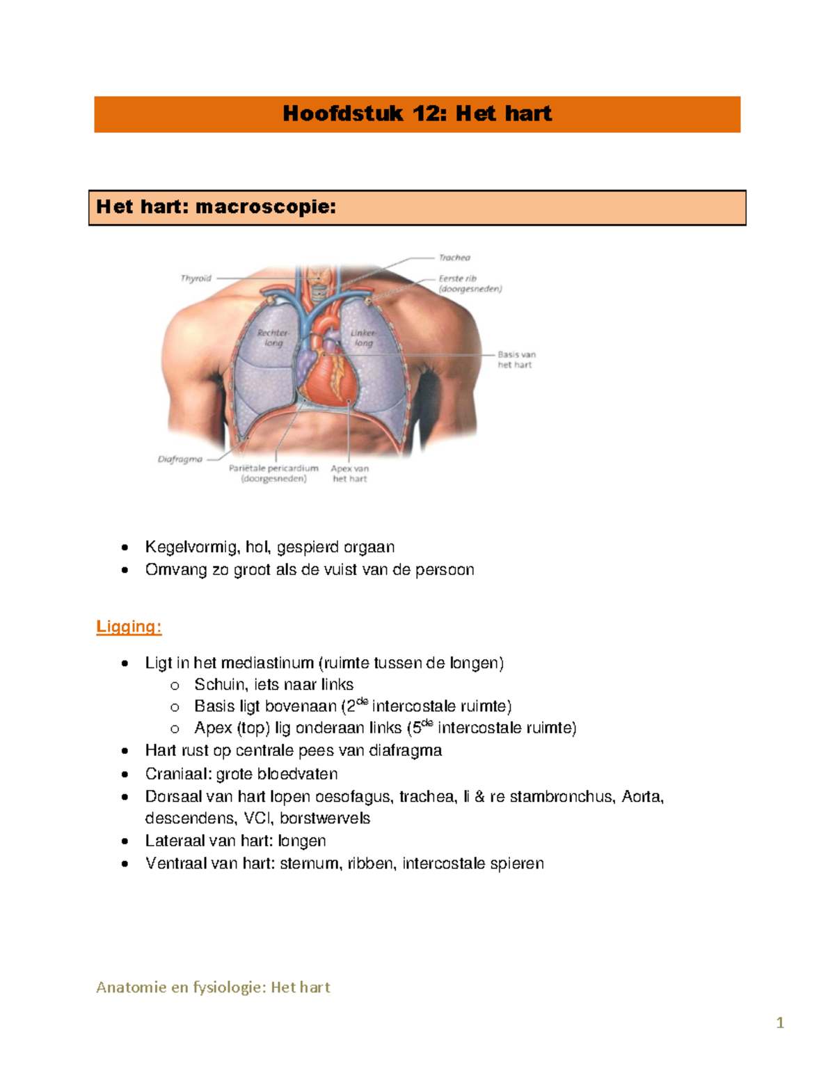 Anatomie en fysiologie: Het hart - Anatomie en fysiologie: Het hart Hoofdstuk 12: Het hart Het ...