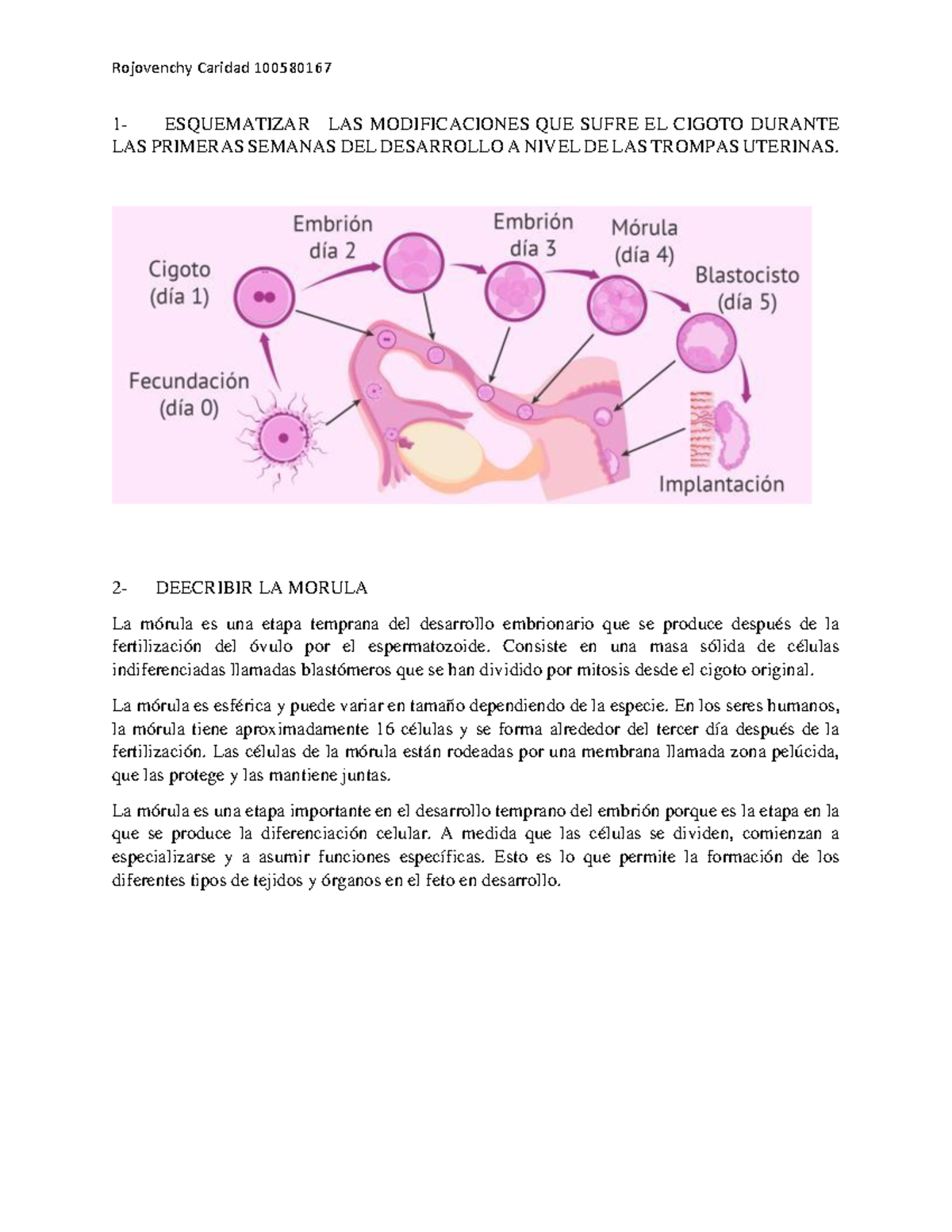 Cuestionario desarrollo cigoto - 1- ESQUEMATIZAR LAS MODIFICACIONES QUE ...