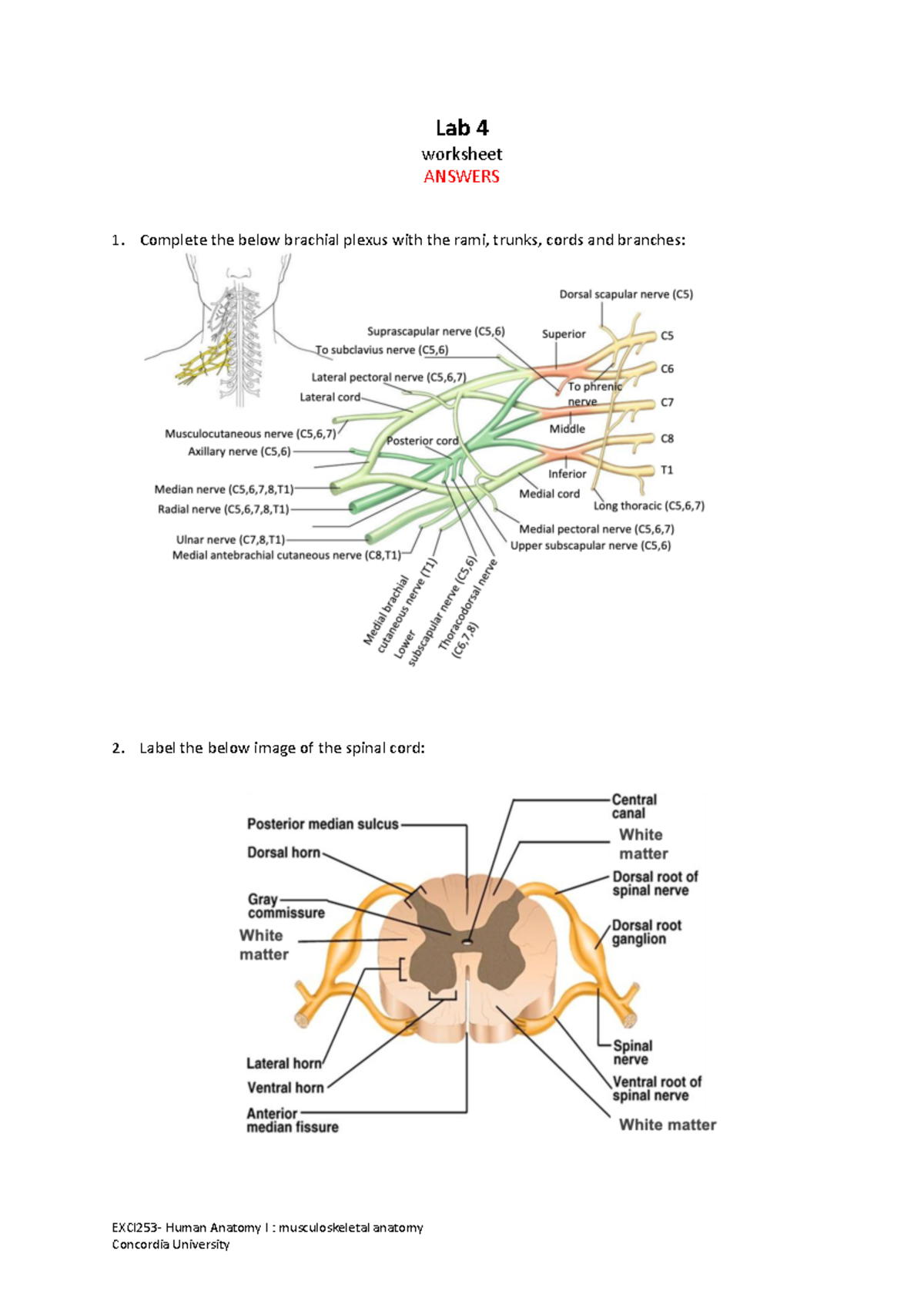 EXCI253- worksheet Lab 4 Answers - EXCI253- Human Anatomy I ...
