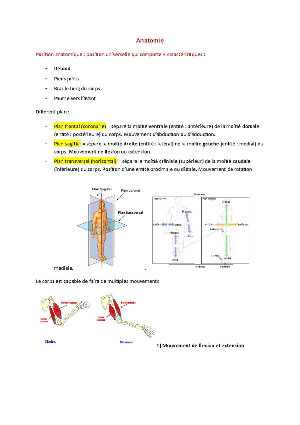 Anatomie - Anatomie Position anatomique : position universelle qui ...