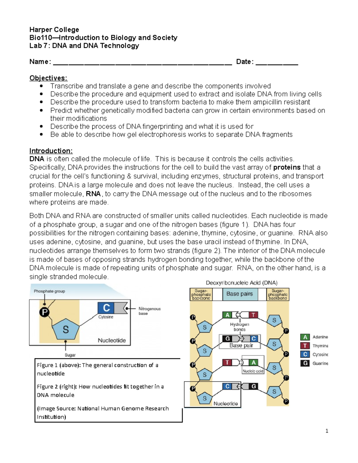 Lab 7 DNA and DNA Technology online Fall2019 - Harper College Bio110 ...