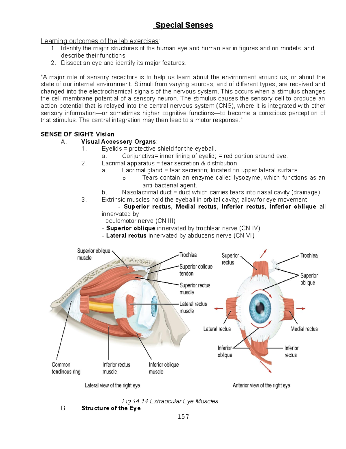 Special Sensesv 2 - Special Senses Learning outcomes of the lab ...