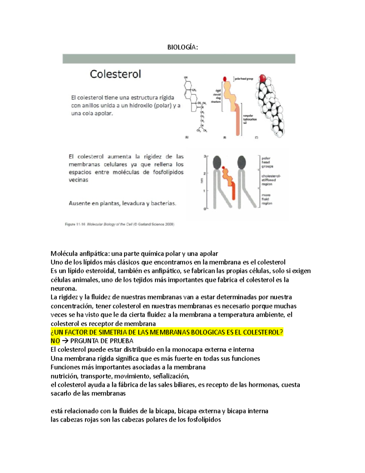Biología - apuntes biocel - BIOLOGÍA: Molécula anfipática: una parte ...