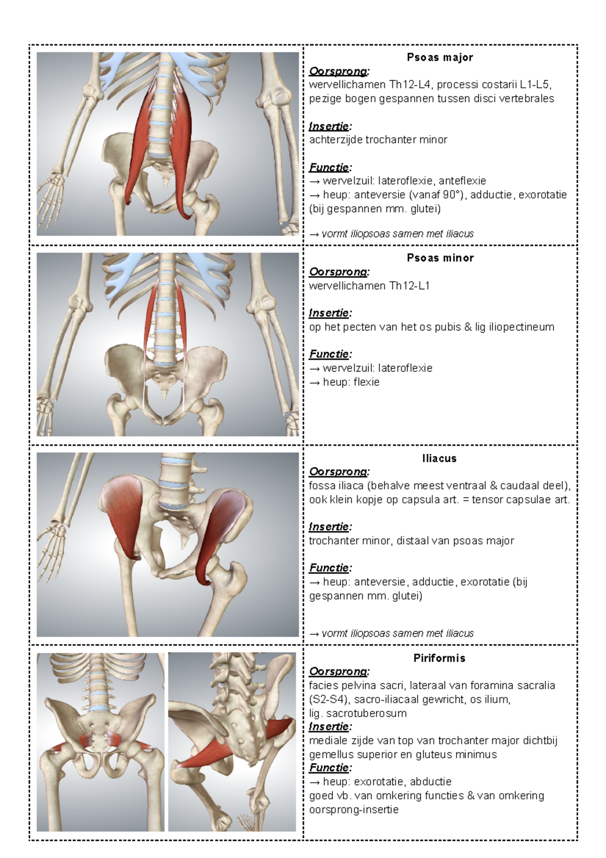Spierenheup - Samenvatting spieen - Psoas major Oorsprong ...