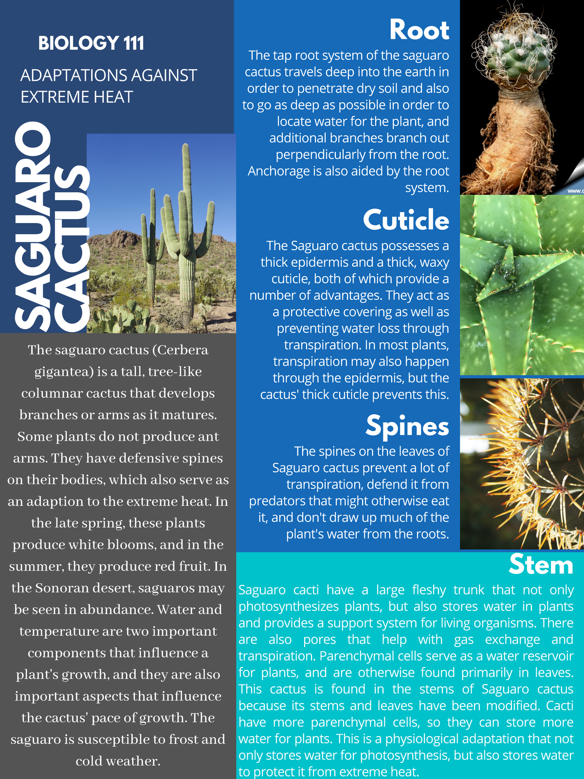 Saguaro Cactus - Nothing specific - SAGUAROCACTUS BIOLOGY 111 Root The ...