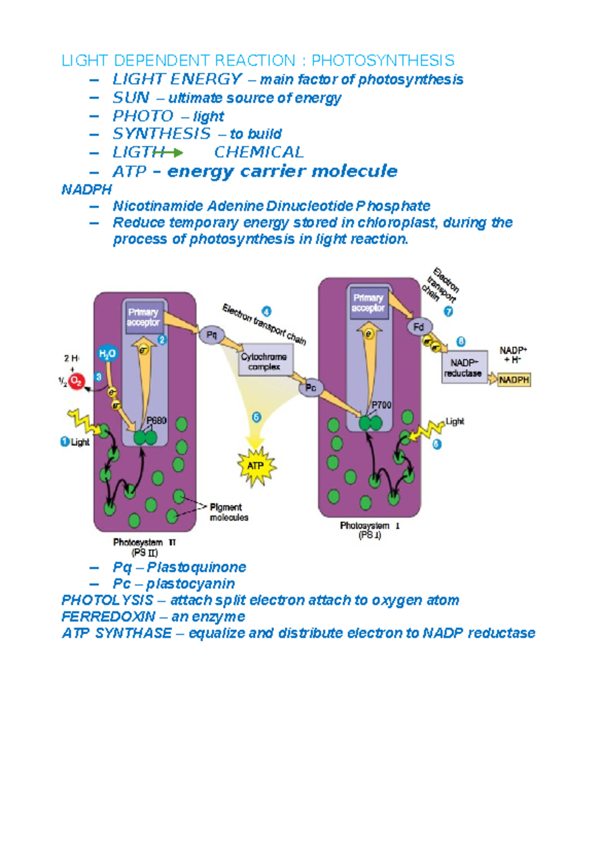 Light Dependent Reaction, photosynthesis - LIGHT DEPENDENT REACTION ...