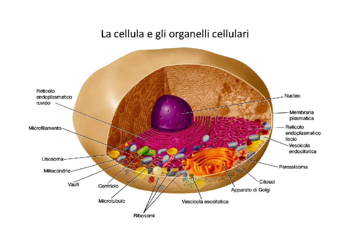 Fisiologia cellula - ####### La cellula e gli organelli cellulari Modello a mosaico fluido ...