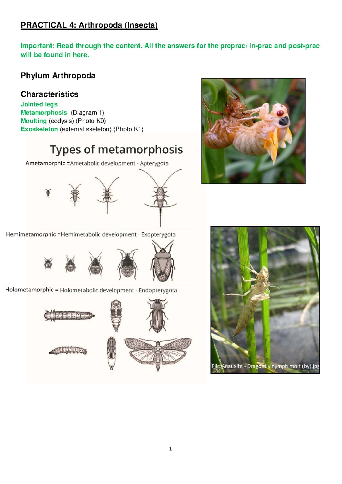 Practical 4 Content - prac 4 - PRACTICAL 4: Arthropoda (Insecta) Important: Read through the ...