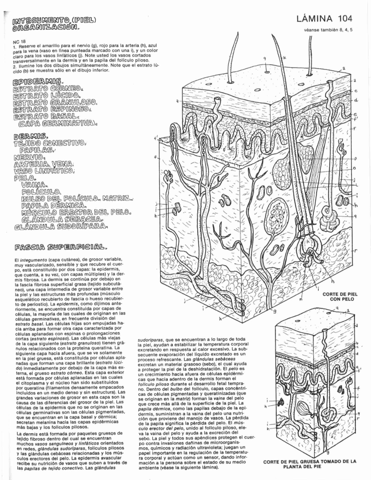 Lamina pelos y fibras - 123456987 - Pelos Y Fibras - Studocu