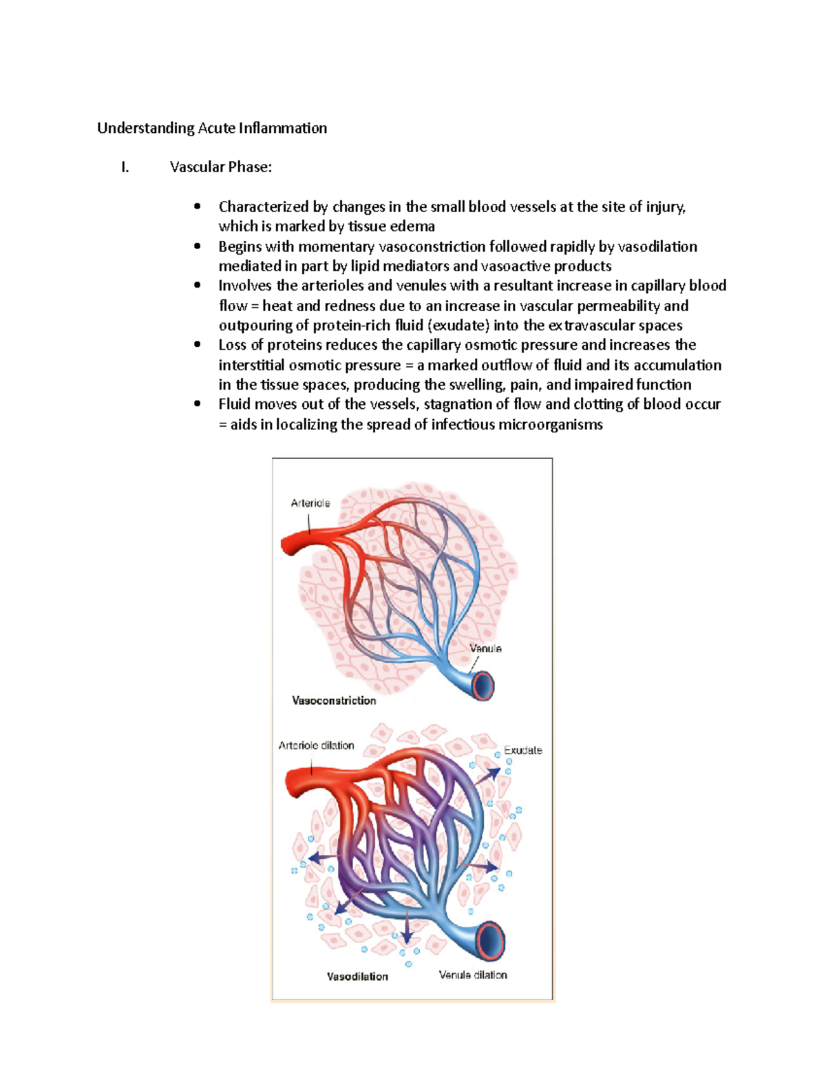 Understanding Acute Inflammation - Vascular Phase: Characterized by ...