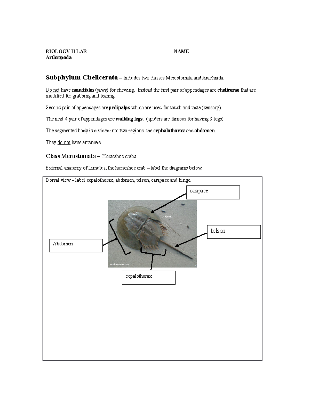 phylum Arthropod Iab - BIOLOGY II LAB NAME ...