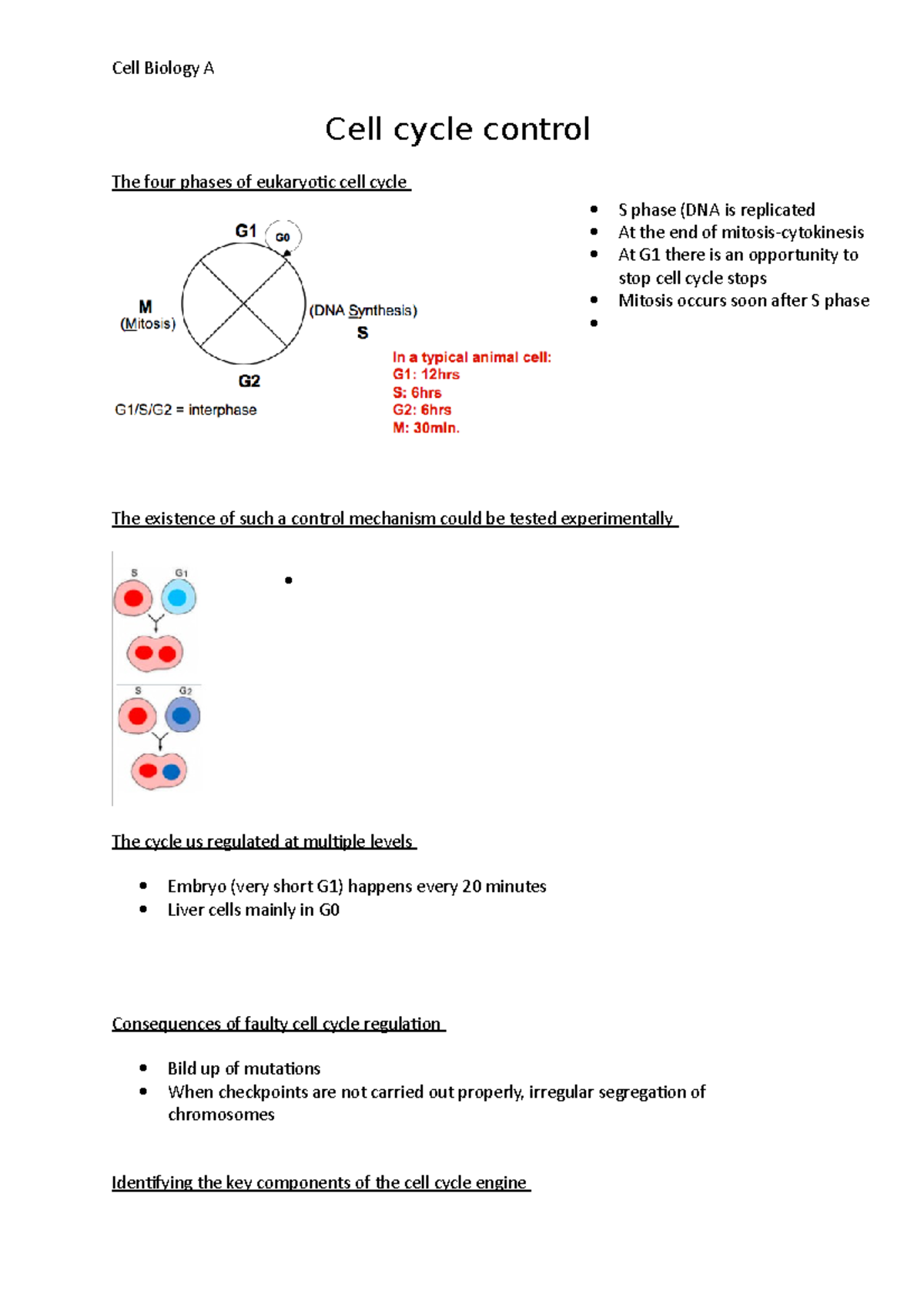 Cell cycle control - Cell cycle control The four phases of eukaryotic ...