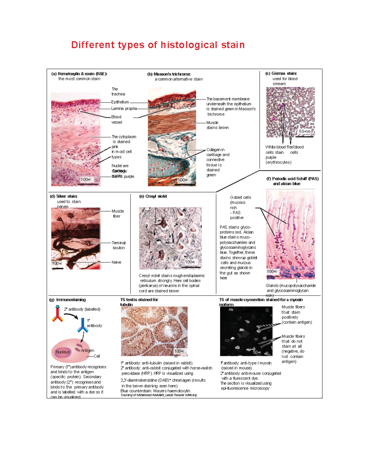 Histology at a Glancestaining chart - Tagged - 2 Different types of ...