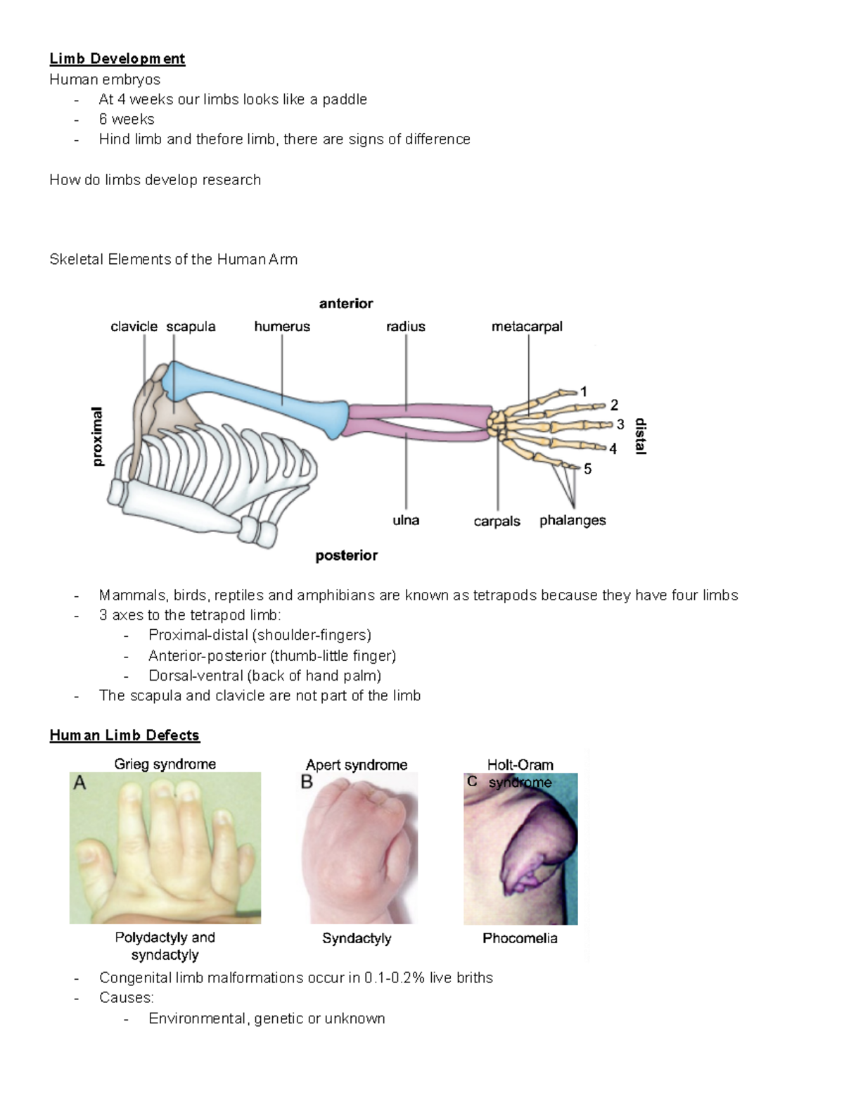 Week 9 Limb Development - Limb Development Human embryos - At 4 weeks ...