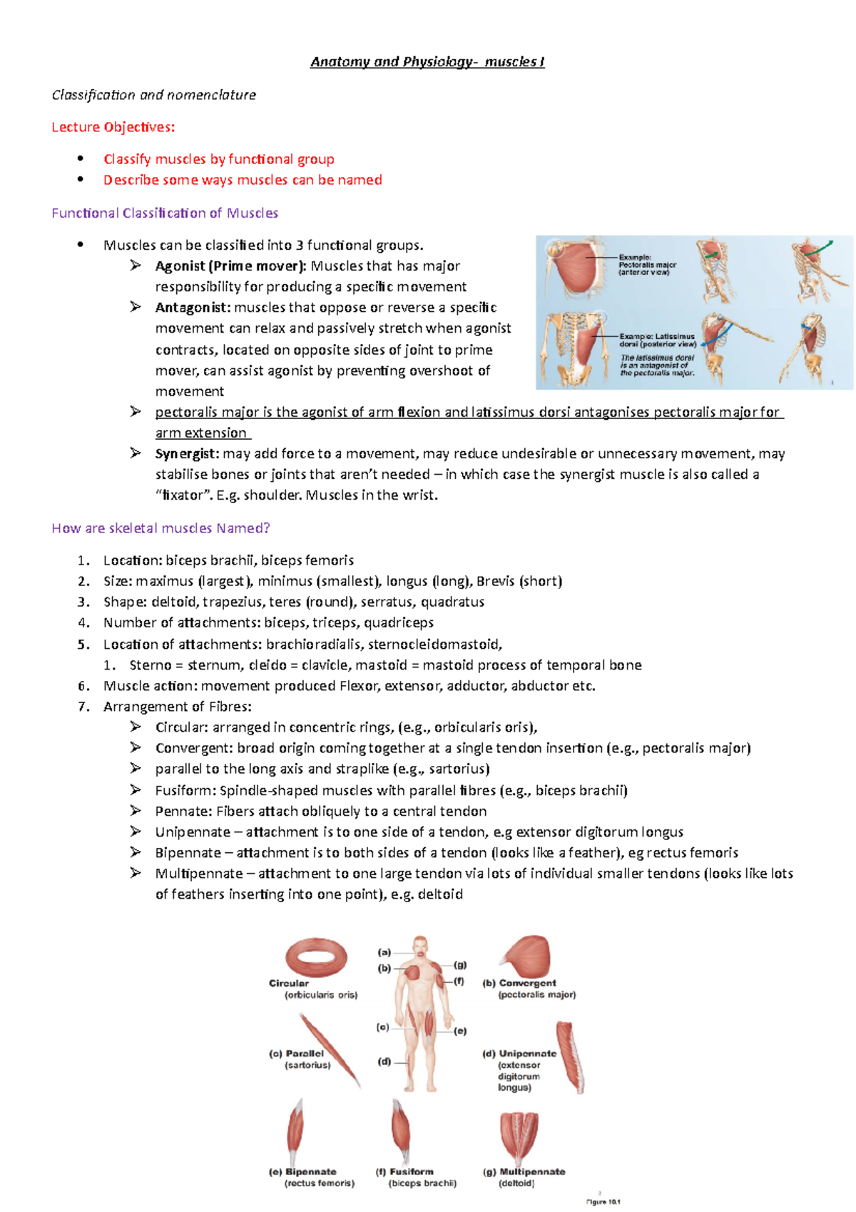 Anatomy and Physiology - skeletal muscles wk4 - Anatomy and Physiology ...