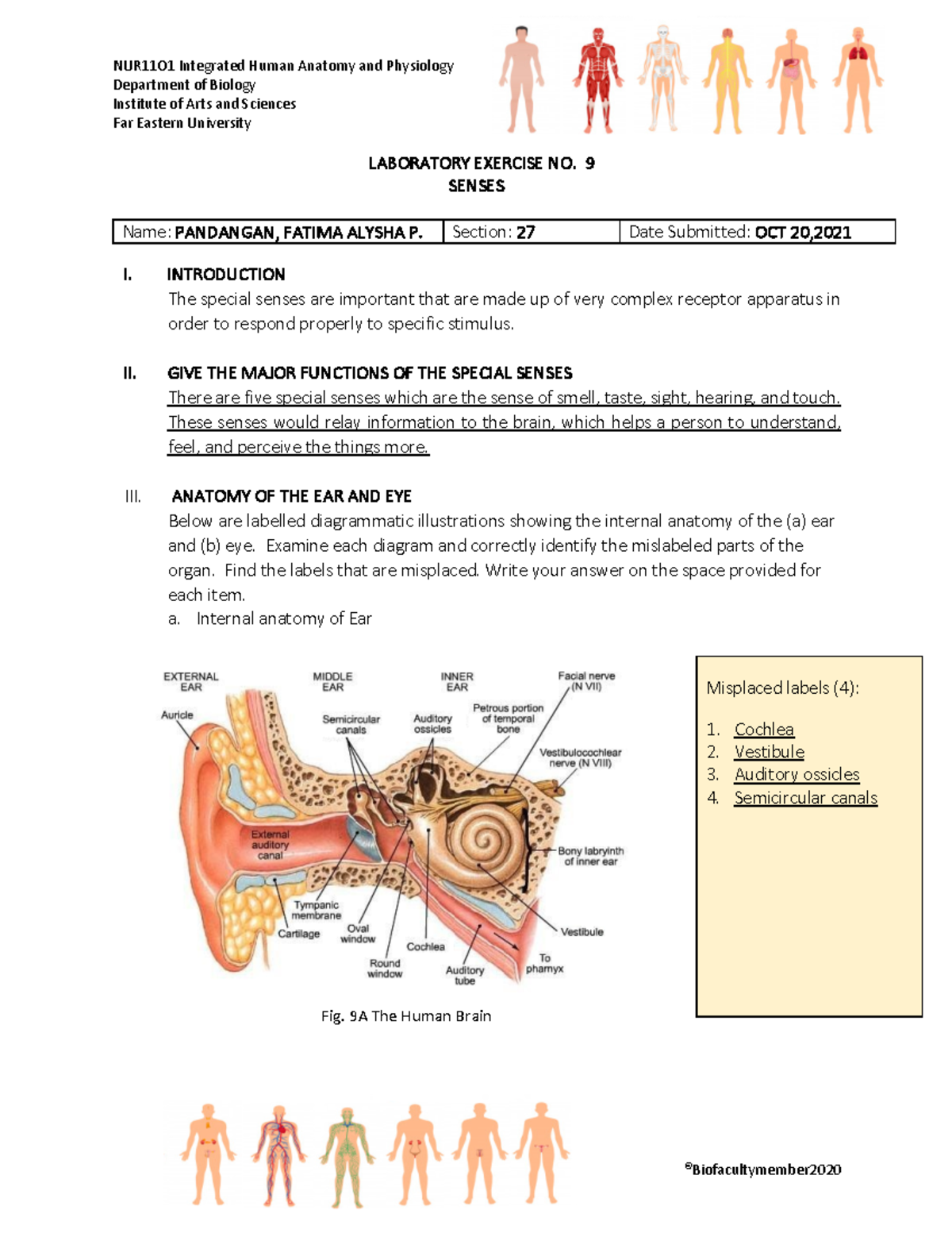 Senses - Laboratory Exercise (Anatomy and Functions) - Department of ...