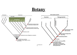 W10 Shoot 2 2023 - tutorial materials - Botany Anatomy Tutorial W10 ...
