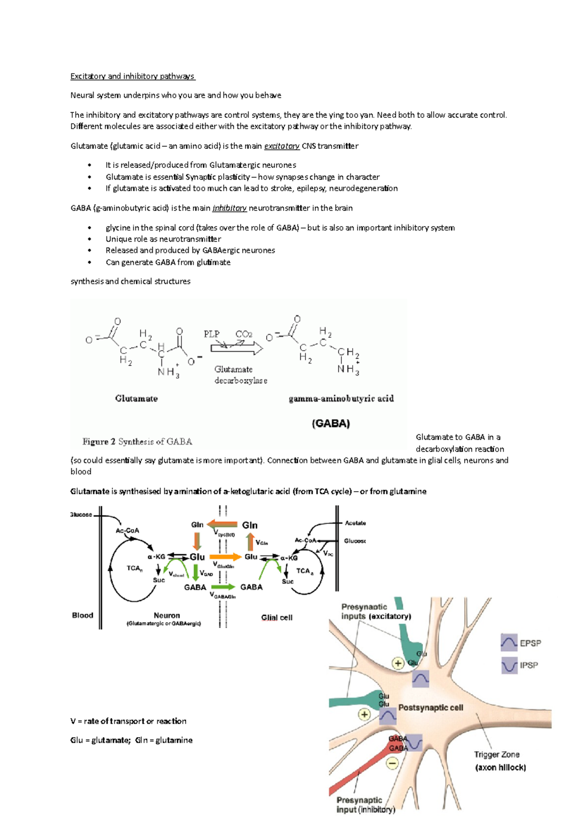 Lecture 2 - Excitatory and inhibitory pathways - Excitatory and ...