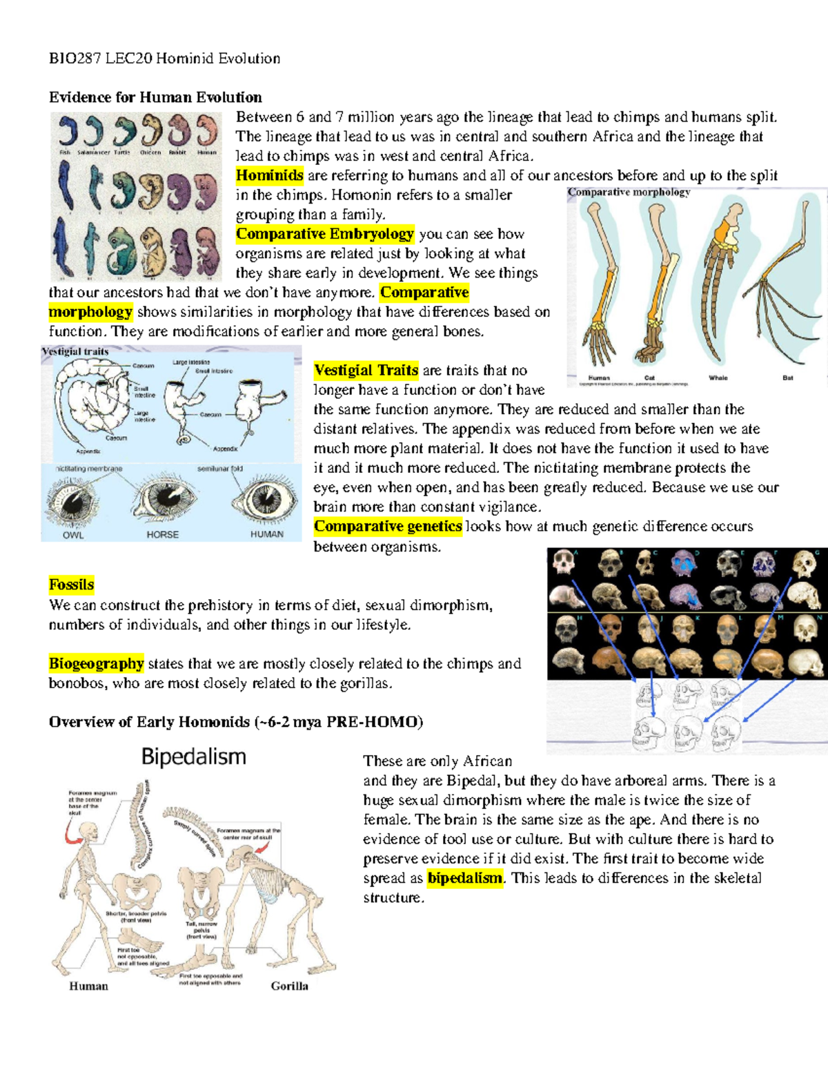 BIO287 LEC20 Outline - Lecture notes 20 - BIO287 LEC20 Hominid ...