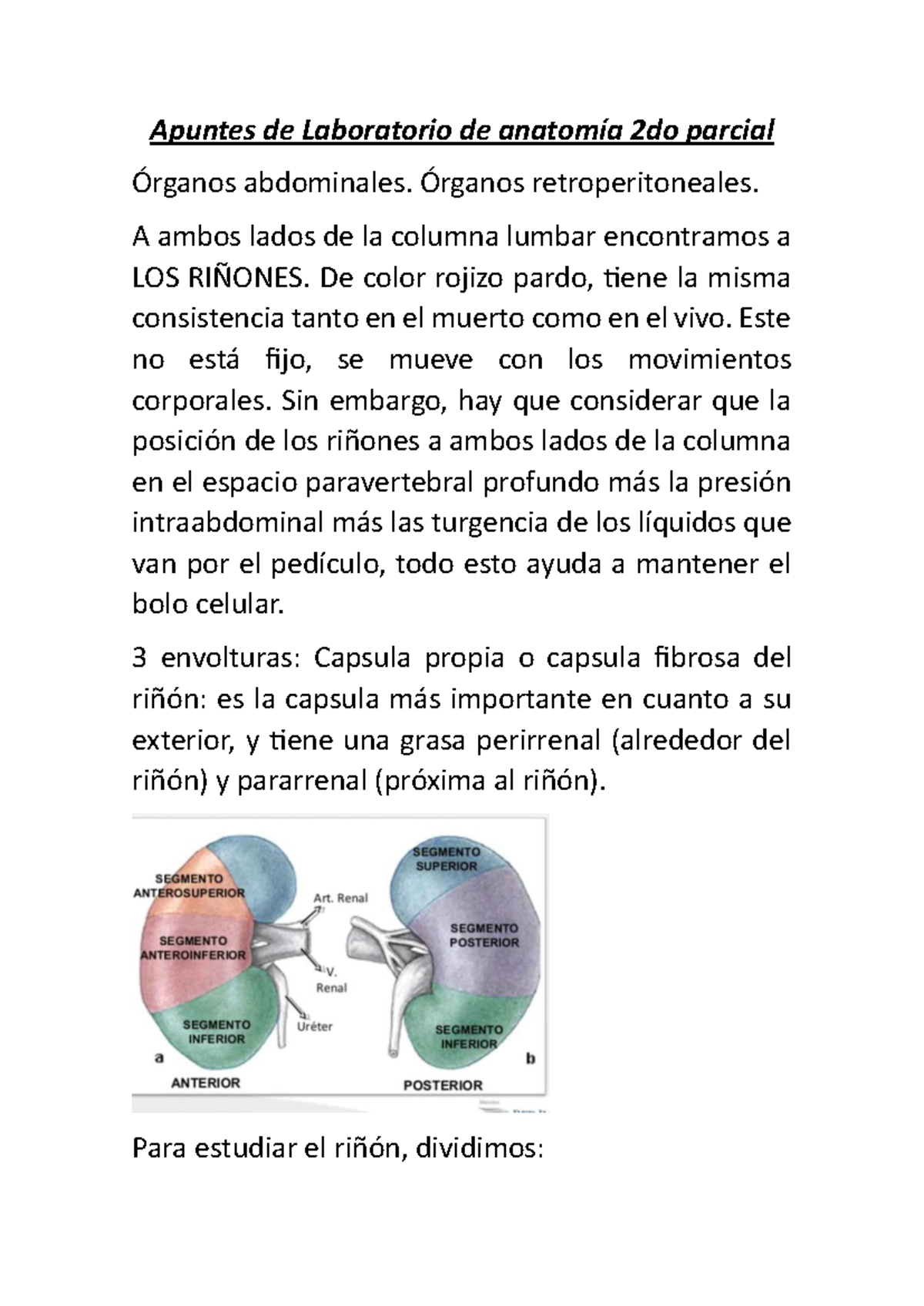 Apuntes de lab de anatomia 2do parcial - Apuntes de Laboratorio de ...