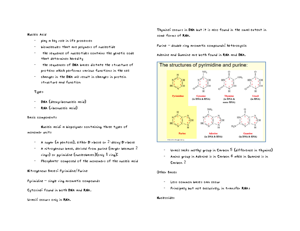 Nucleic-Acid - nucleic acid notes - Nucleic Acid - play a key role in ...