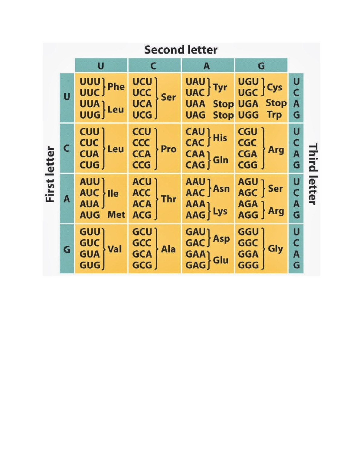 Genetic Code - Biology HL - Second letter U C A G UCU UAU UGU U Phe Tyr ...