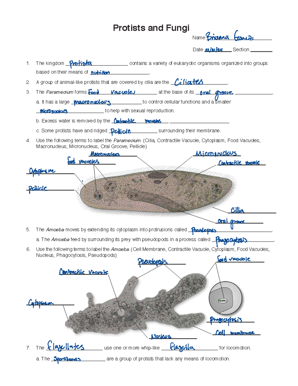Bio hw - Bio homework - Protists and Fungi Name ...