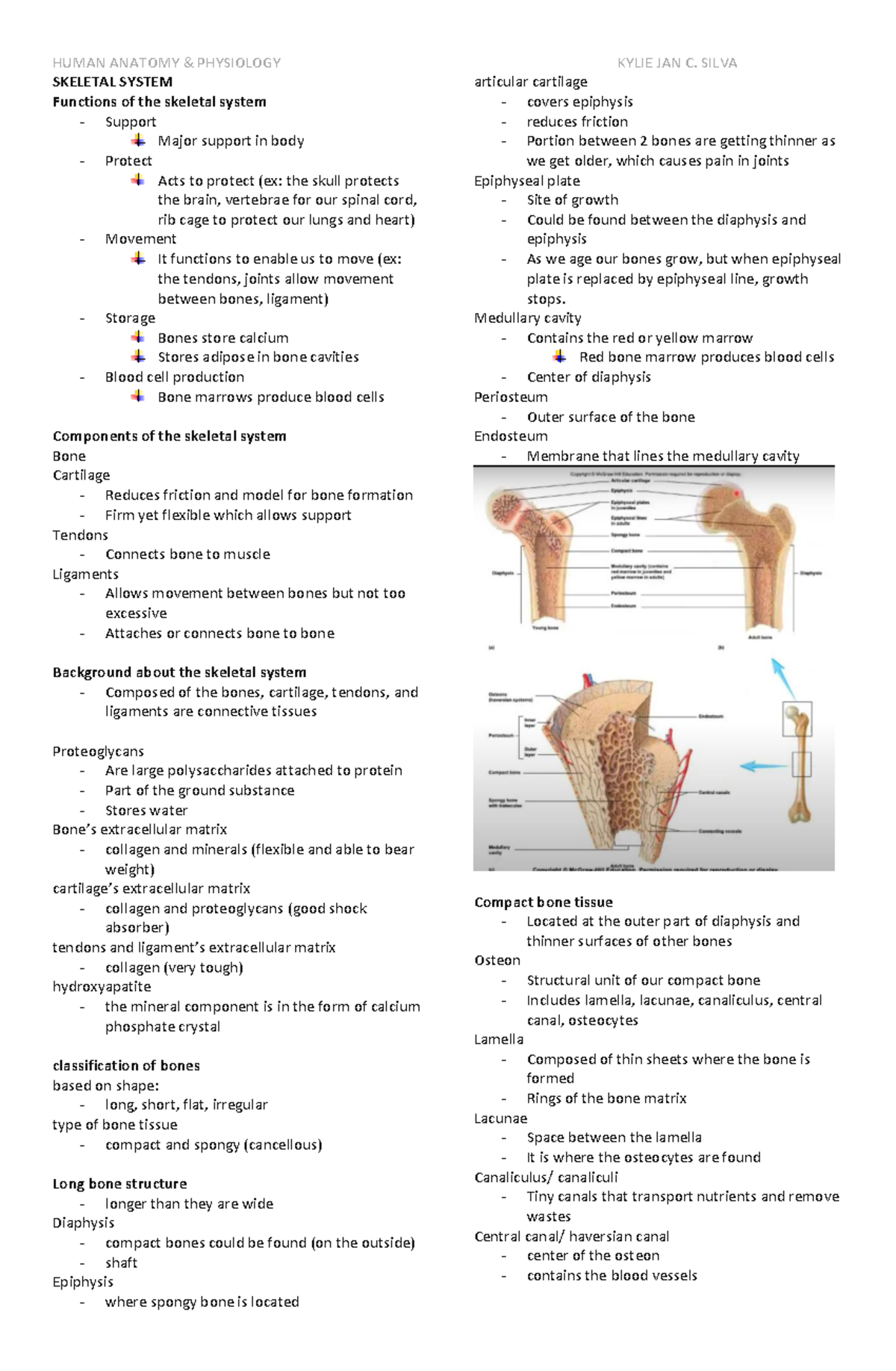 Anaphy Chapter-6-skeletal-system - SKELETAL SYSTEM Functions of the skeletal system - Support ...