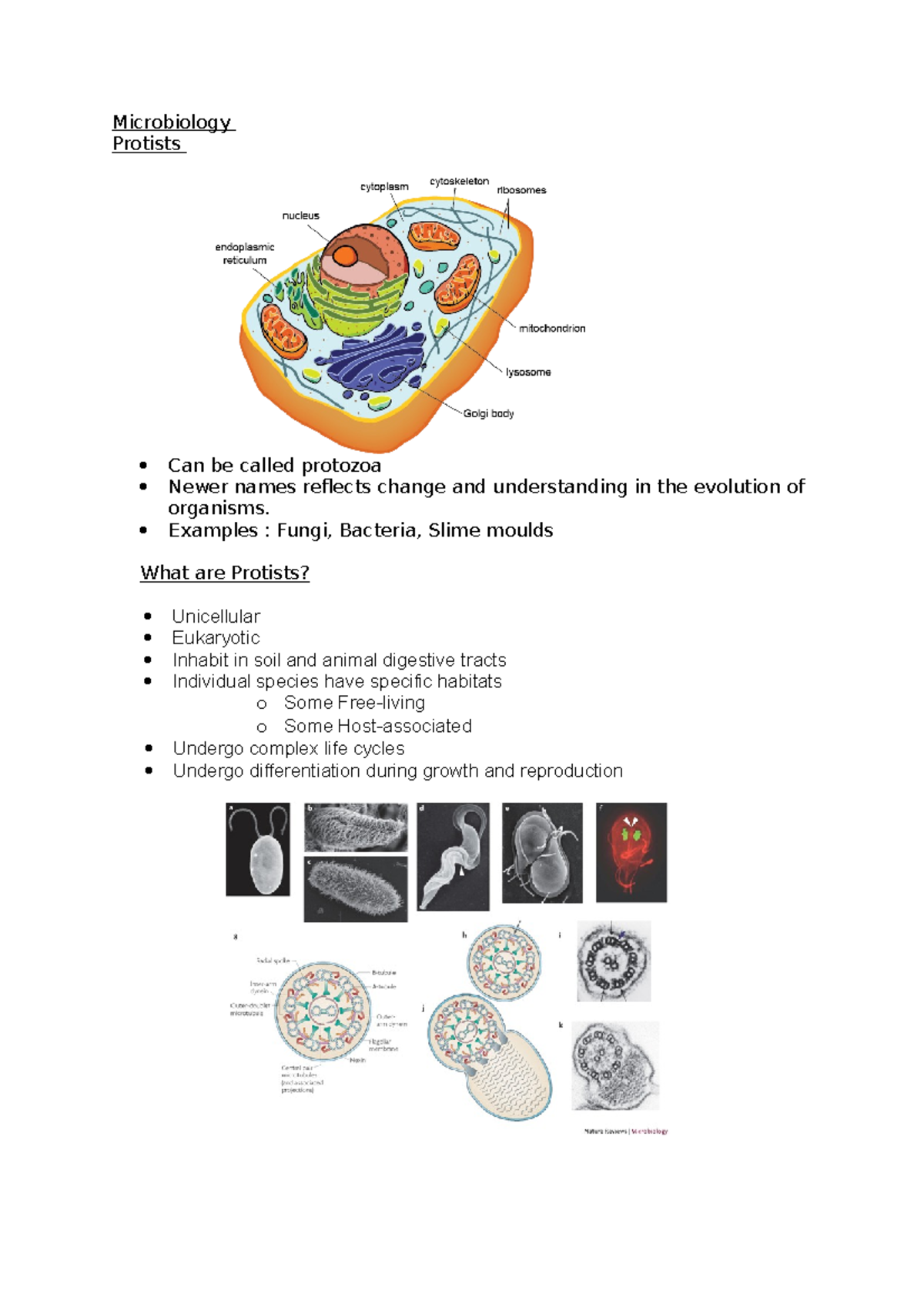 Microbiology Week 6- Protoctists - Microbiology Protists Can be called ...