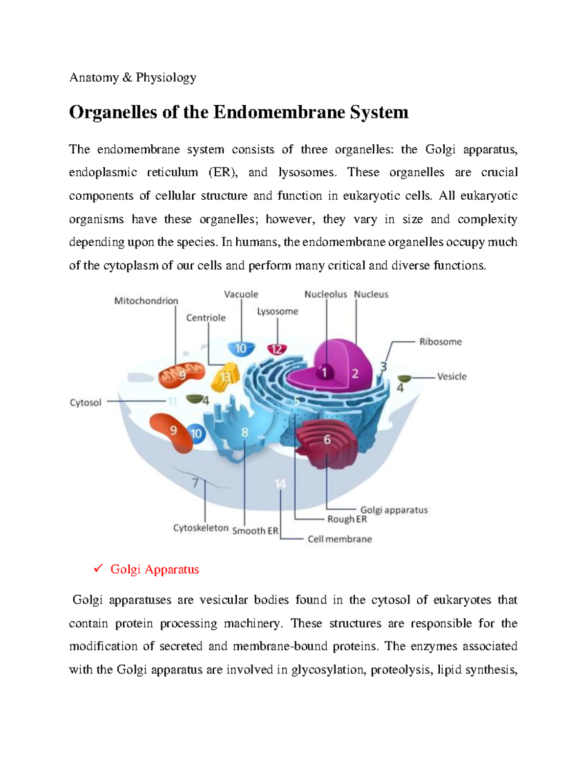 Organelles of the Endomembrane System - Anatomy & Physiology Organelles of the Endomembrane ...