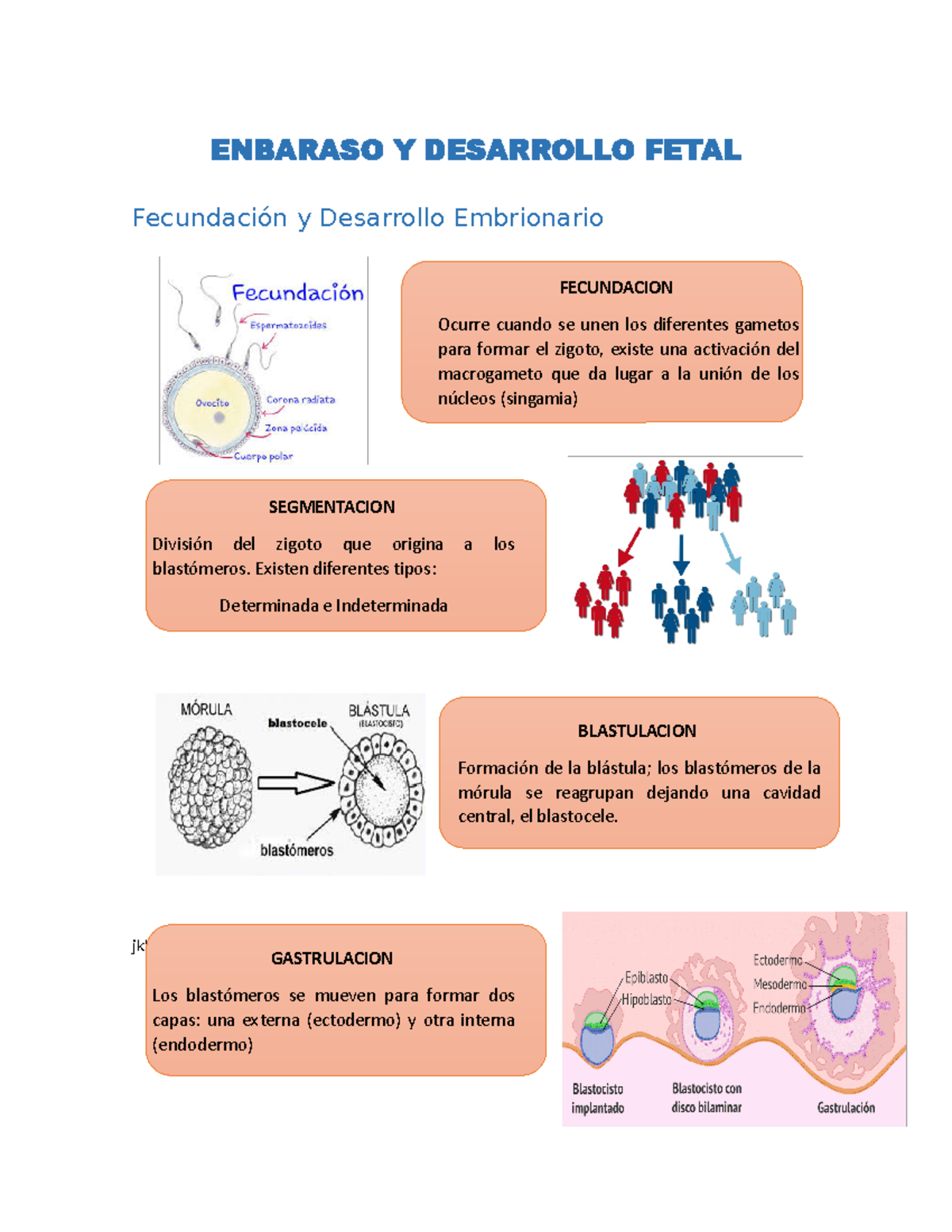 Enbaraso Y Desarrollo Fetal'- RUTH - ENBARASO Y DESARROLLO FETAL ...