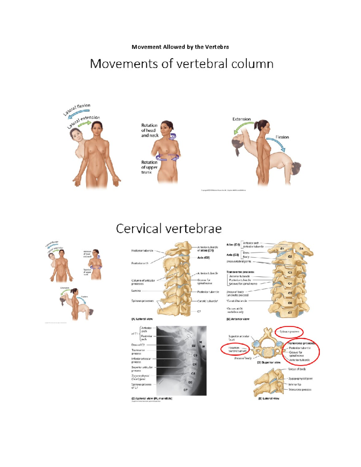 Movement Allowed by the Vertebra - Movement Allowed by the Vertebra ...