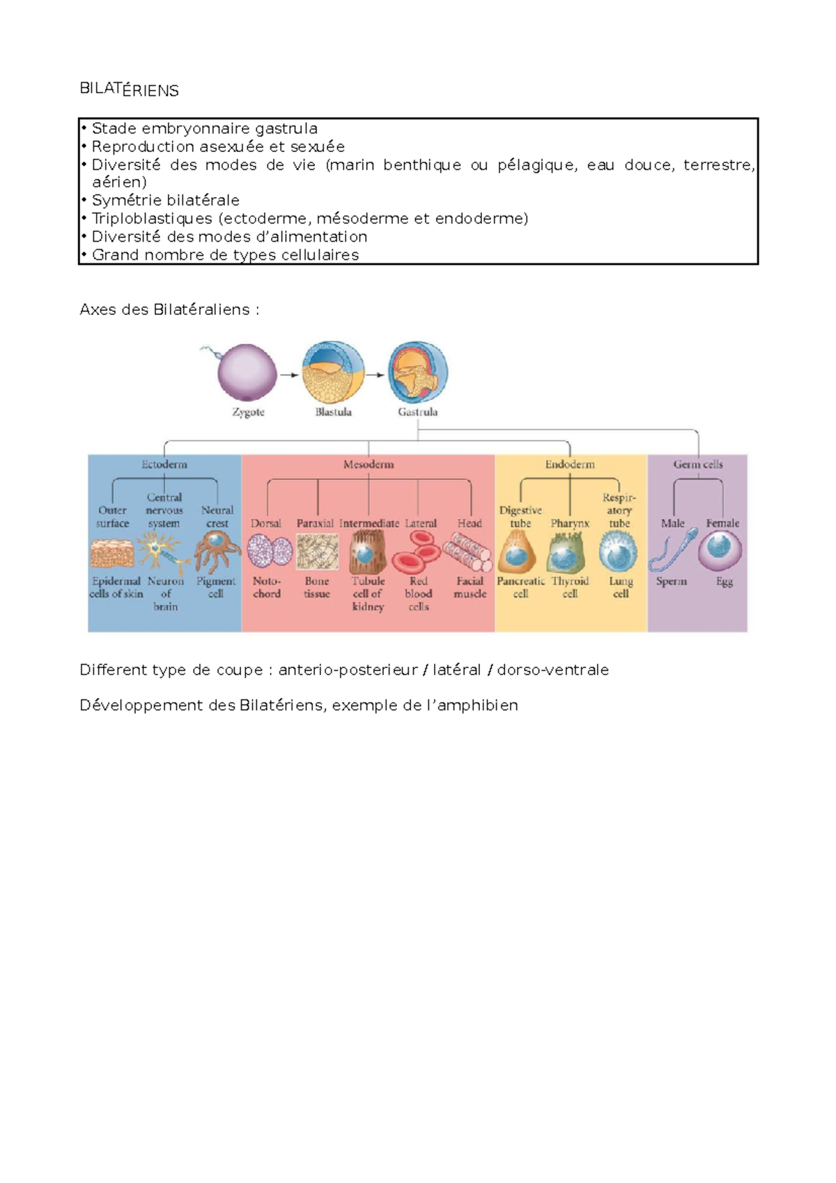 Biologie Evolutive Developpement des métazoaire - BILATÉRIENS •Stade ...