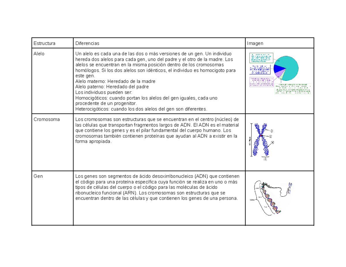 Conceptos de Alelo, Gen y Cromosoma - Estructura Diferencias Imagen ...