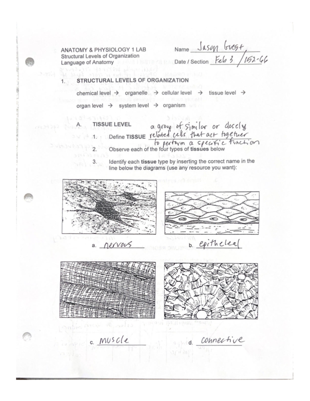 Lab 1 - Structural Levels of Organization - BIO152 - Studocu