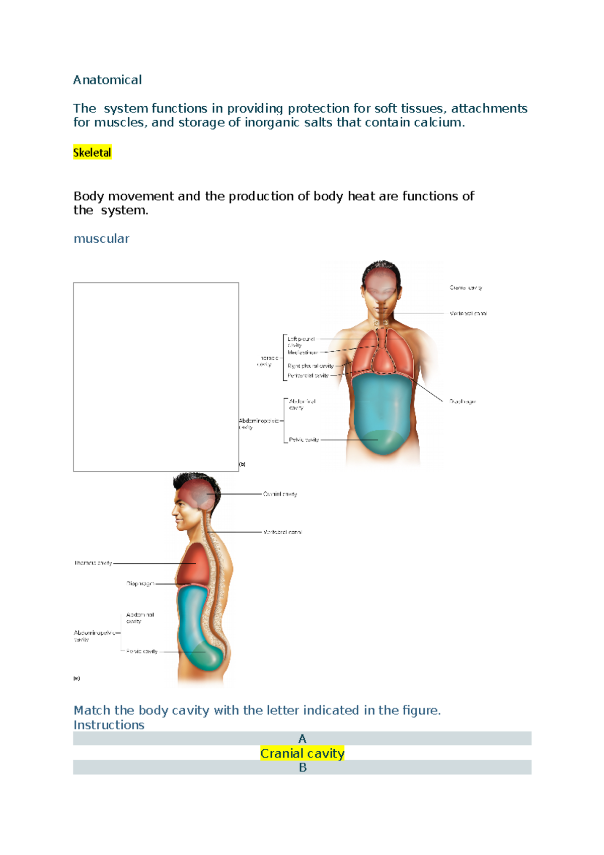 Anatomical terminology - Anatomical The system functions in providing ...