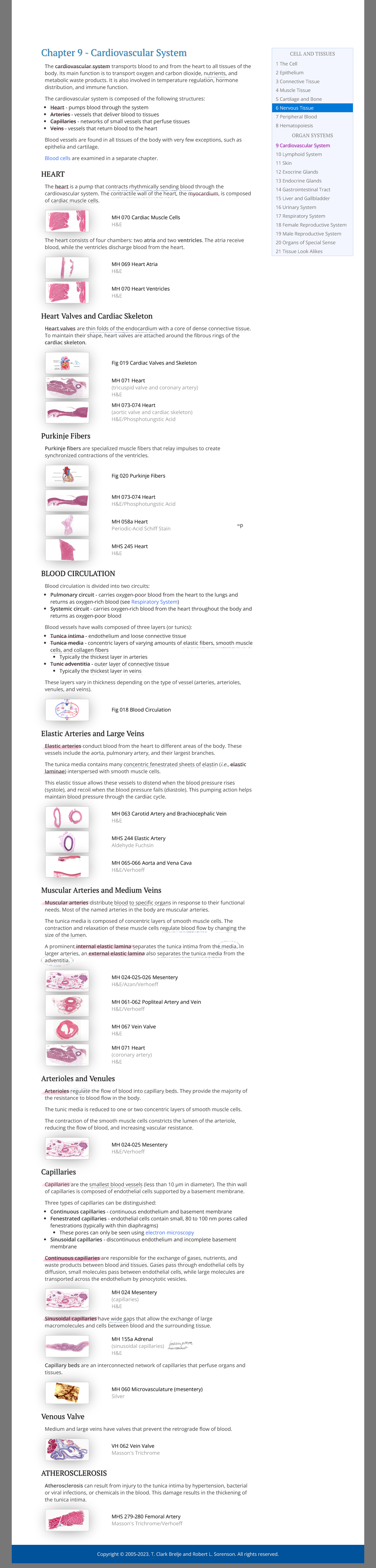 Cardiovascular System Histology Guide - CELL AND TISSUES 1 The Cell 2 ...