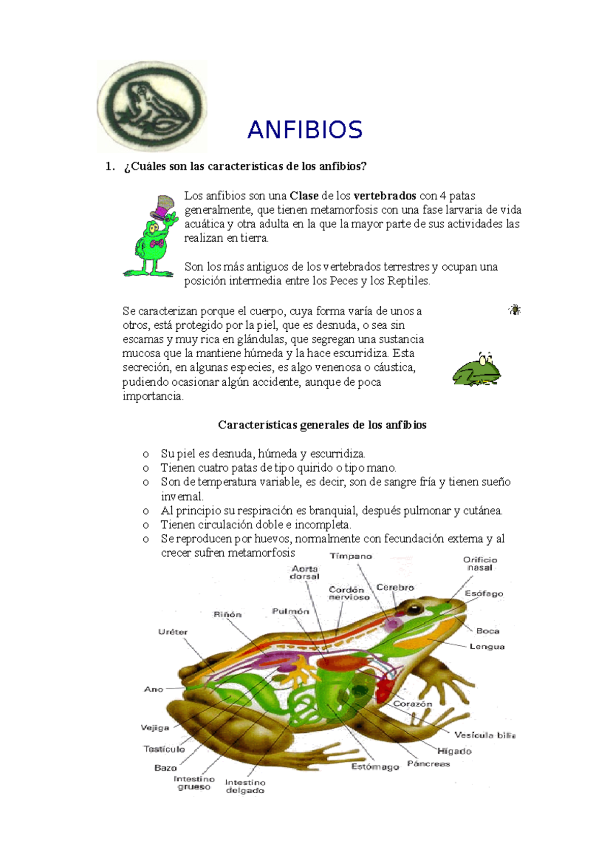 Anfibios Especialidad desarrollada - ANFIBIOS ¿Cuáles son las ...