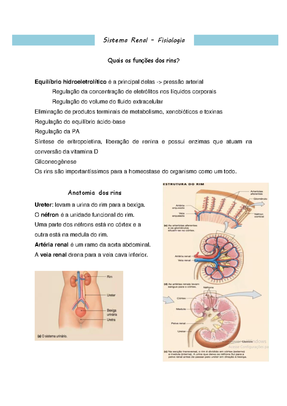 Sistema Renal - Fisiologia - Sistema Renal – Fisiologia Quais as ...