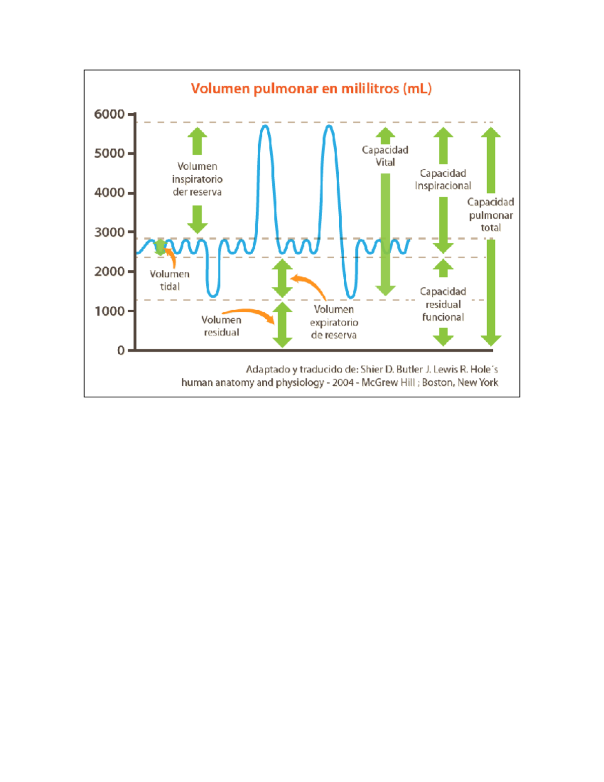 Volumen y capacidad pulmonar - Volumen pulmonar en mililitros (mL ...