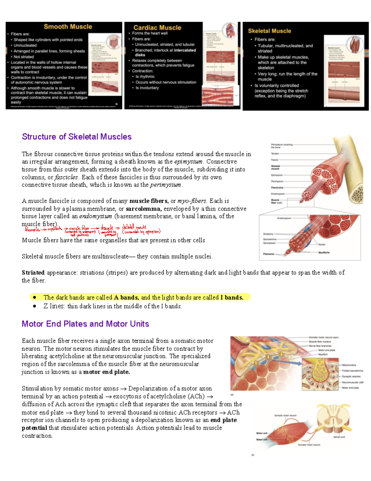 Skeletal Muscles - Intermediate Human Physiology Instructor: Meng Wang ...