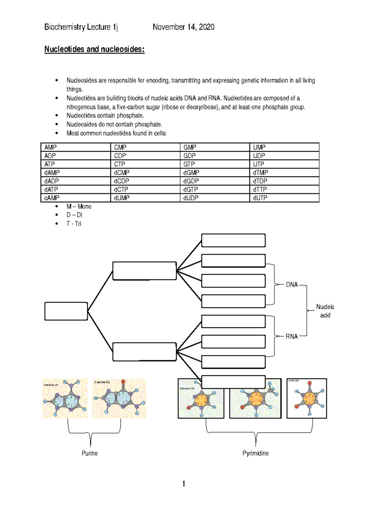 Nucleoside and Nucleotides - Biochemistry Lecture 1j November 14, 2020 ...