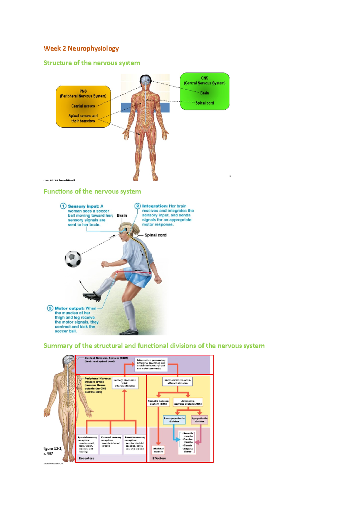 Week 2 Neurophysiology - Week 2 Neurophysiology Structure of the nervous system Functions of the ...