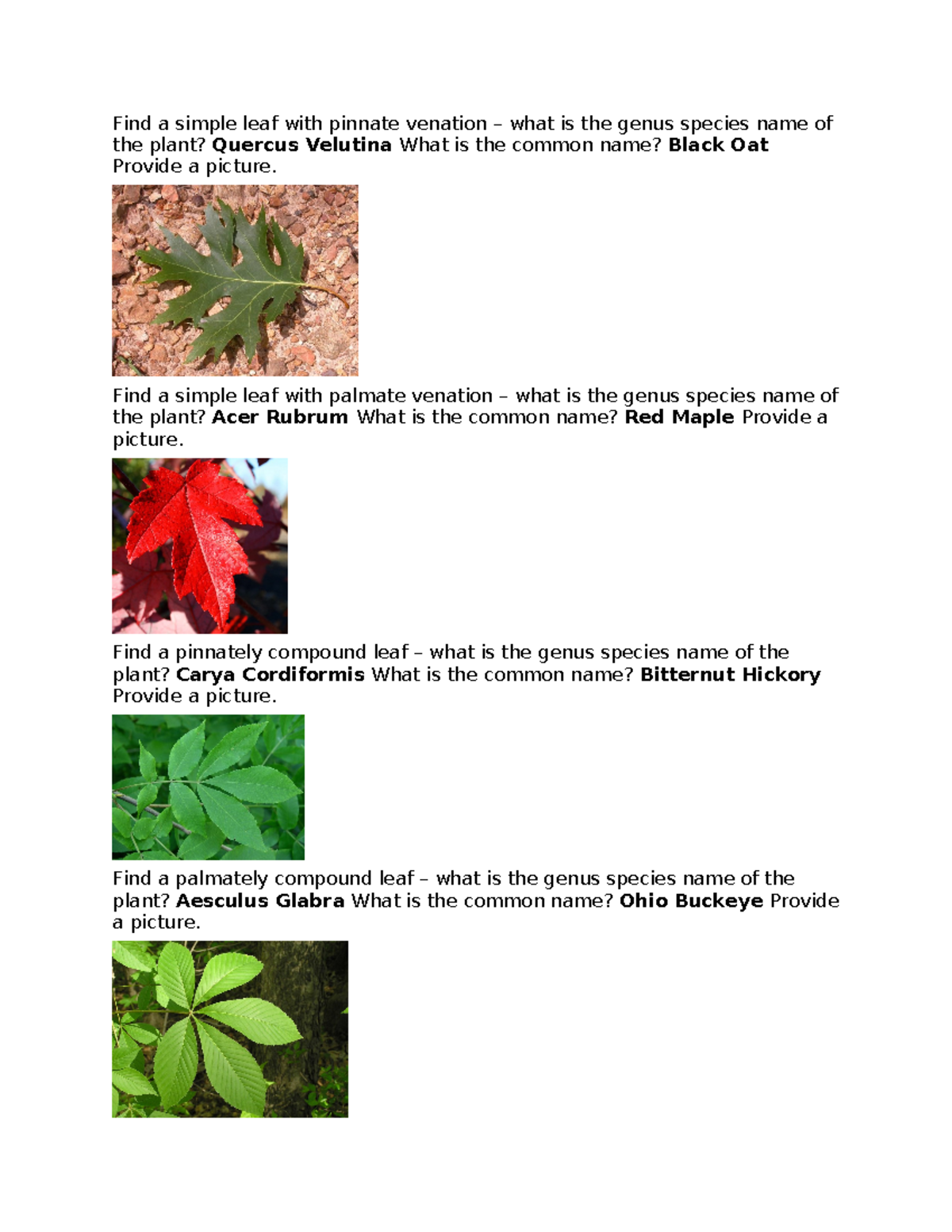 Assignment - Leaf Identification - Find a simple leaf with pinnate ...