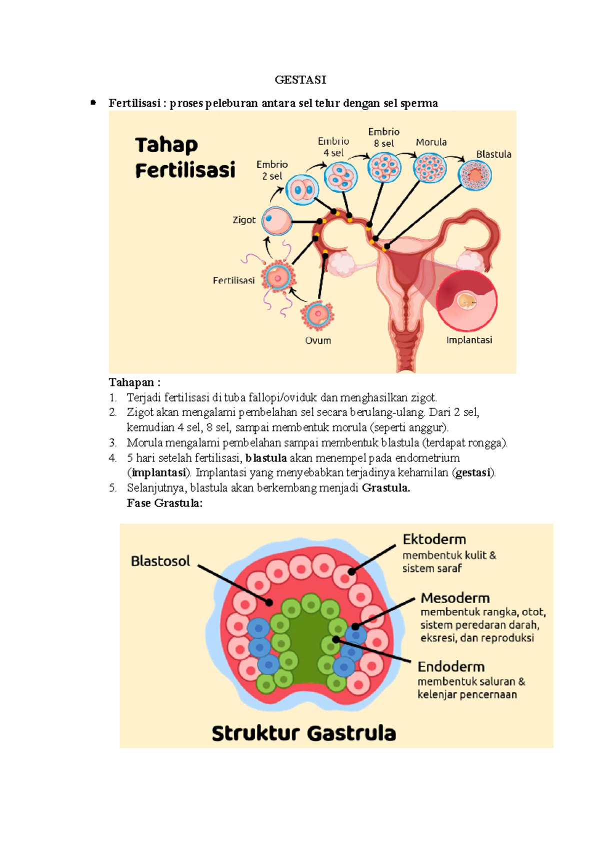 Gestasi - soal - GESTASI Fertilisasi : proses peleburan antara sel ...