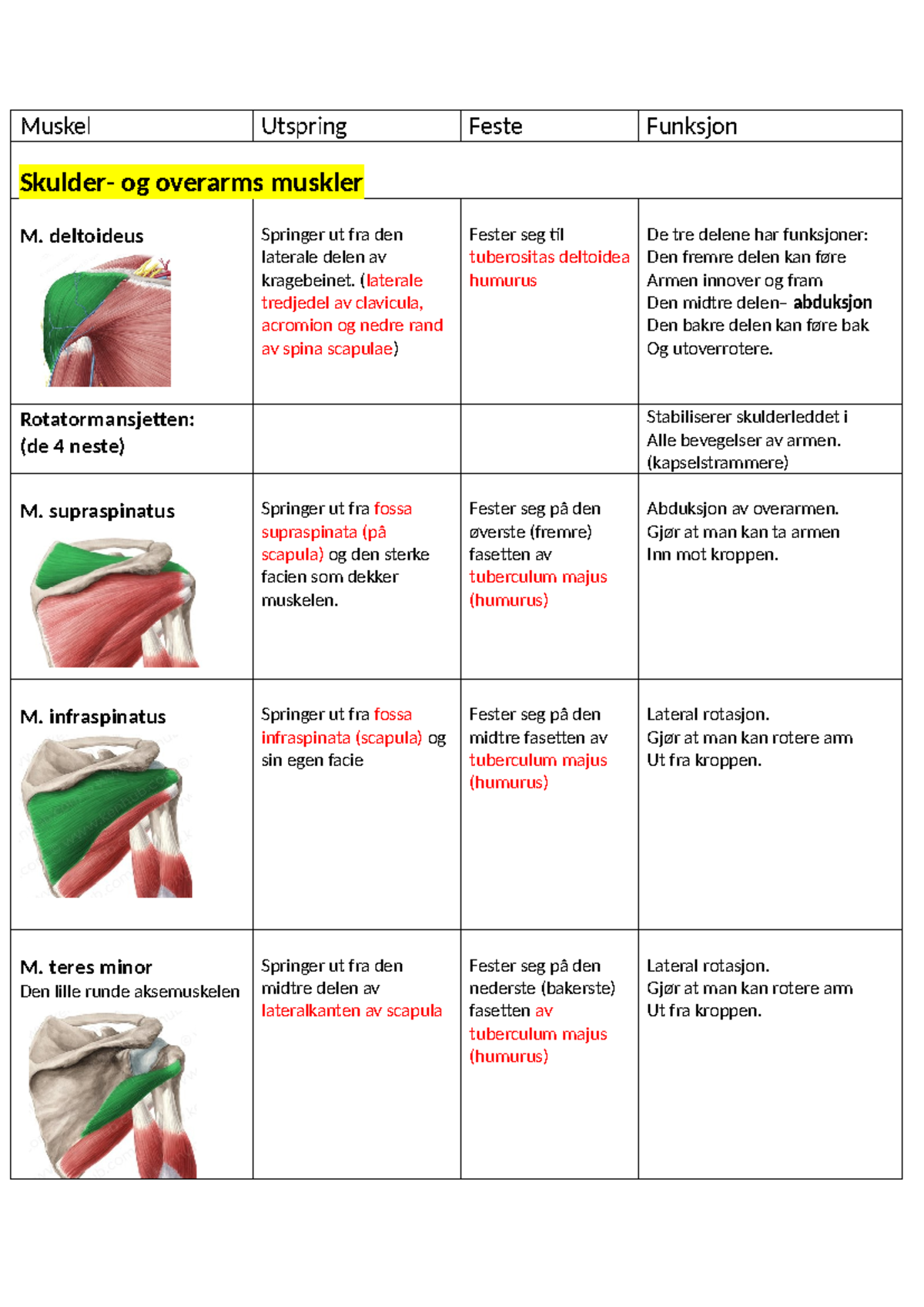 Atlas Overekstremiteten Vår 2024 - Muskel Utspring Feste Funksjon ...