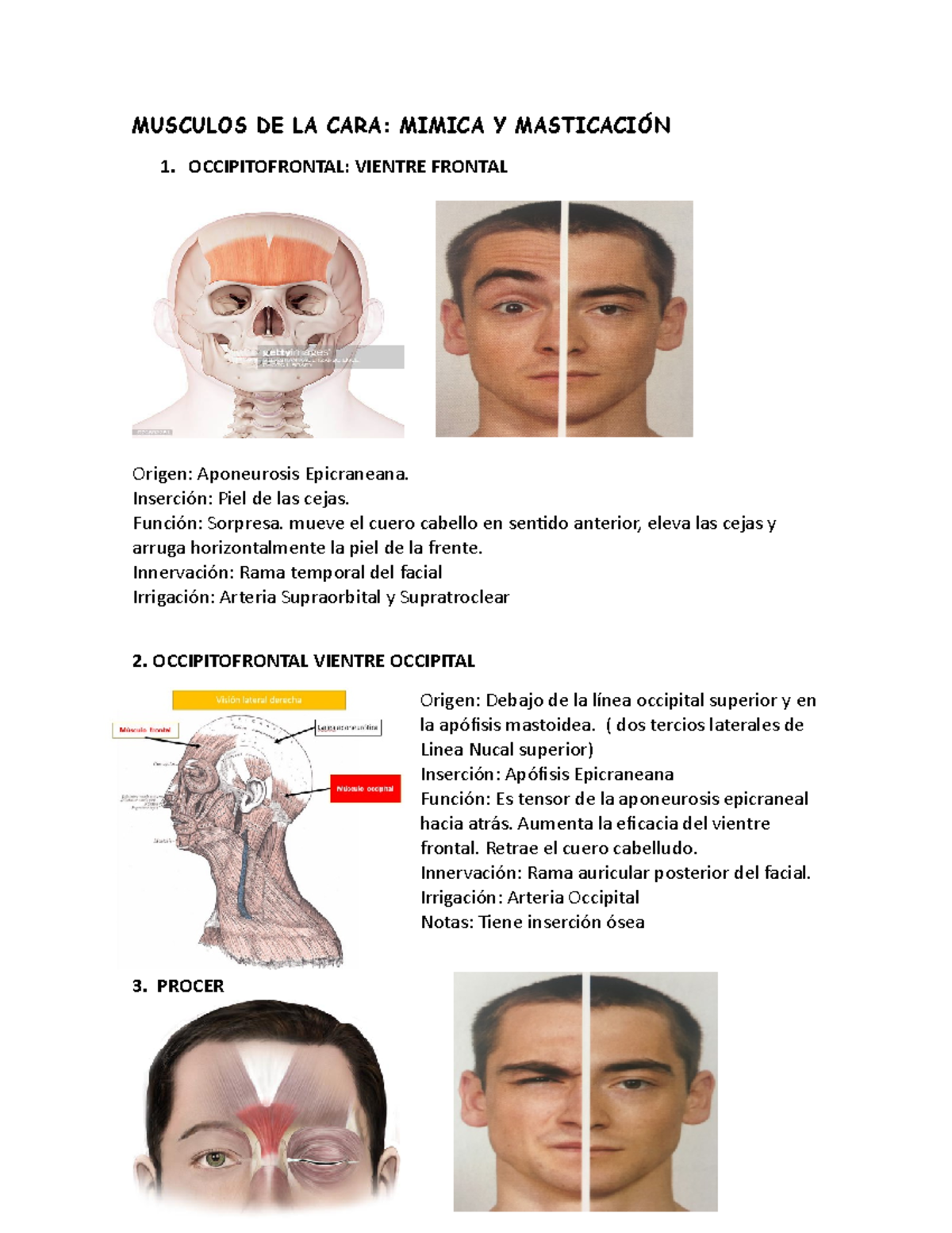 Musculos De la Cara - MUSCULOS DE LA CARA: MIMICA Y MASTICACIÓN 1 ...